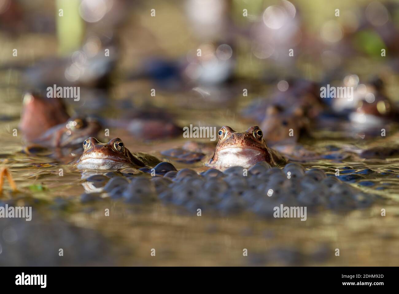 Common frogs laying eggs in a marsh in early spring Stock Photo - Alamy