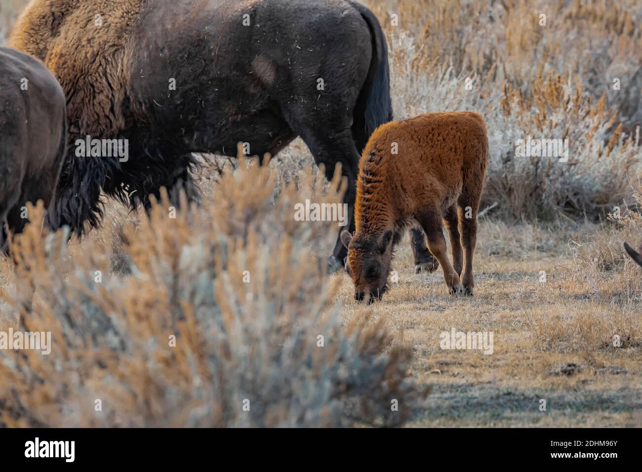 Bison, an icon of the Great Plains, in the grasslands of Theodore ...