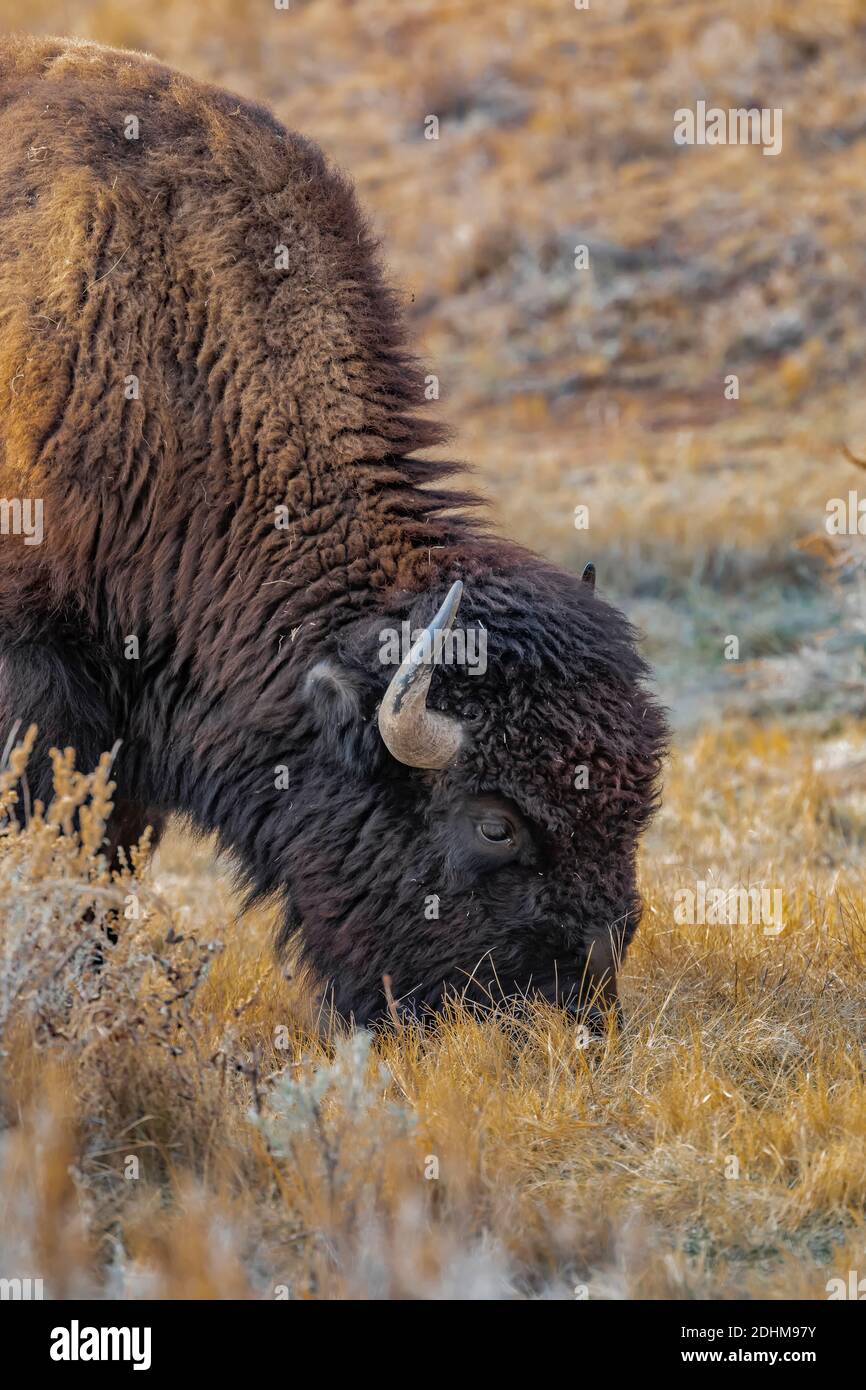 Bison, an icon of the Great Plains, in the grasslands of Theodore ...