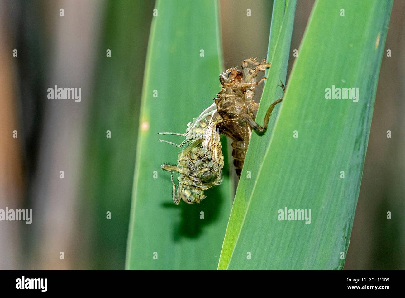 A nymph of the black-tailed skimmer (Orthetrum cancellatum) undergoes ...