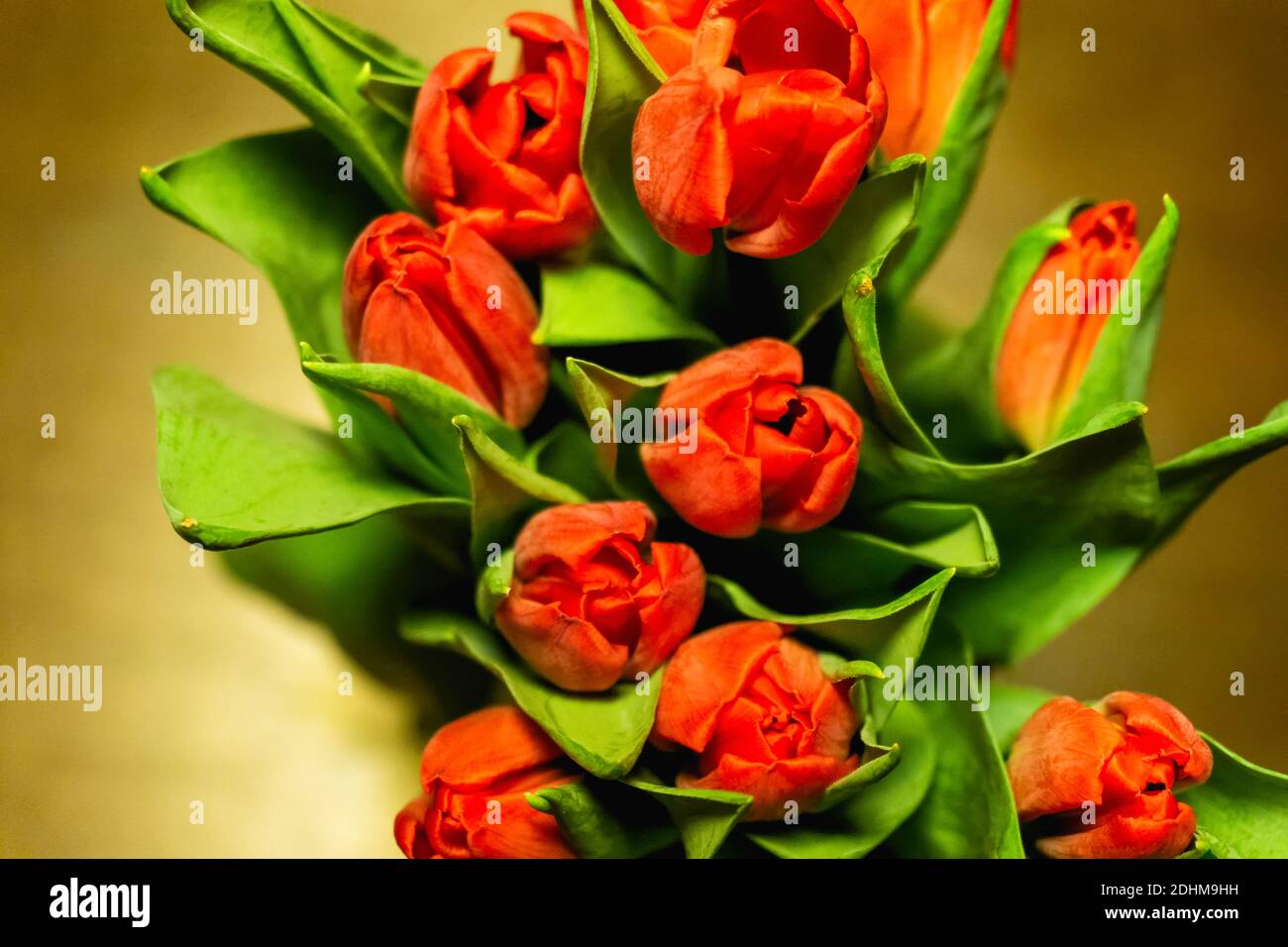 Red early winter tulips in Munich, Germany imported from Netherlands on ...