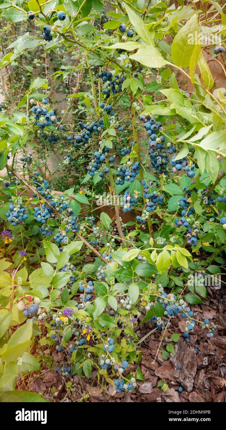 Garden on high beds hi-res stock photography and images - Alamy