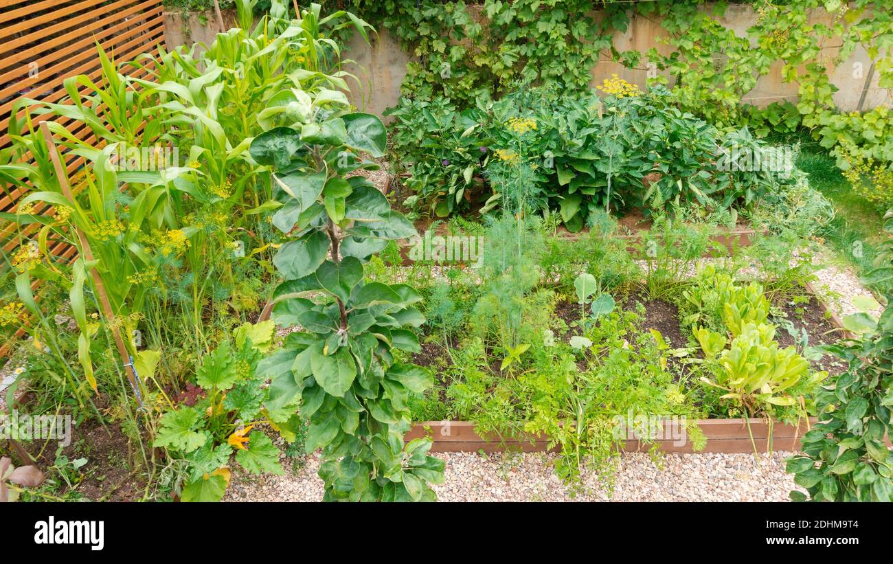 Layout of a small garden in a small area. Raised beds for organic ...