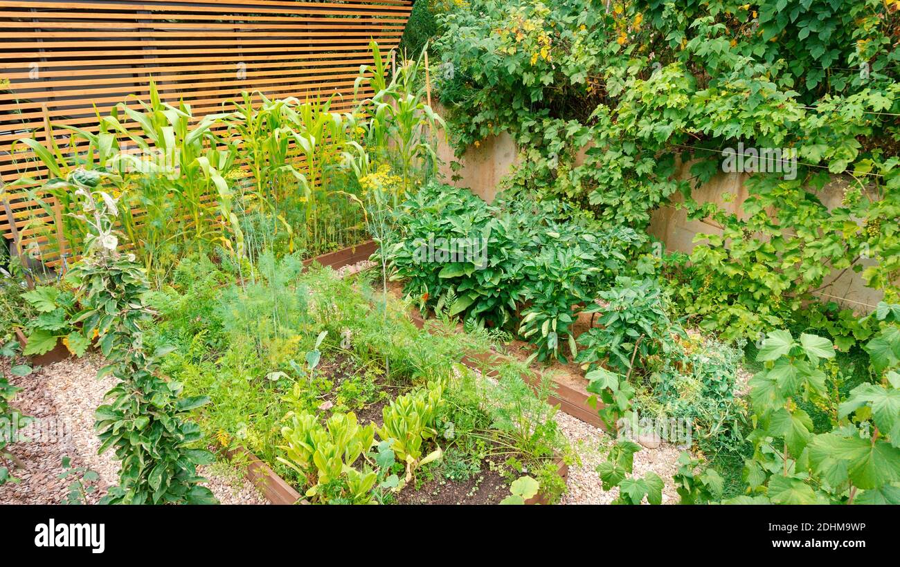 DIY wooden raised garden beds for growing organic vegetables and greens ...