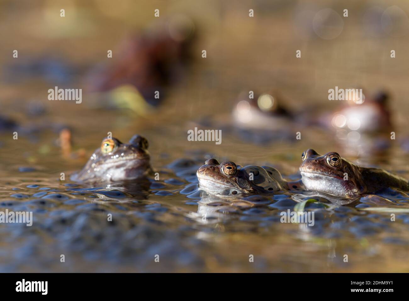 Common frogs laying eggs in a marsh in early spring Stock Photo - Alamy
