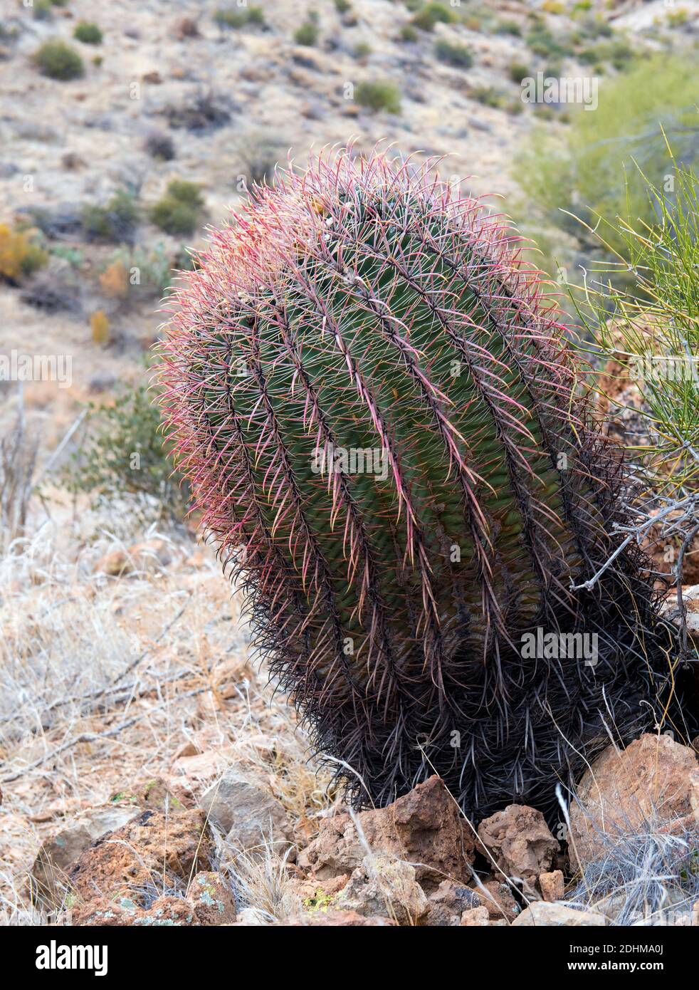 Fishhook Barrel cactus (Ferocactus wislizeni) from Superstition ...