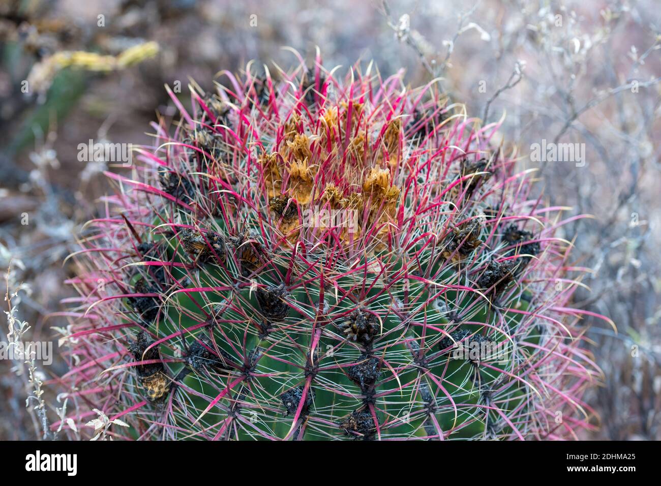 Arizona barrel cactus ferocactus wislizeni hi-res stock photography and ...