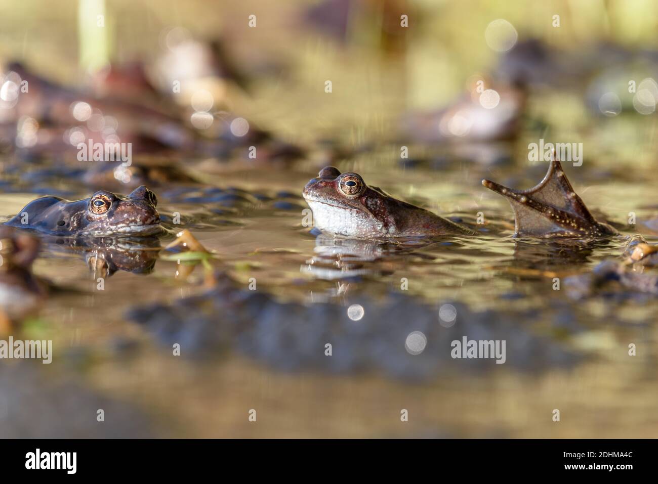 Common frogs laying eggs in a marsh in early spring Stock Photo - Alamy
