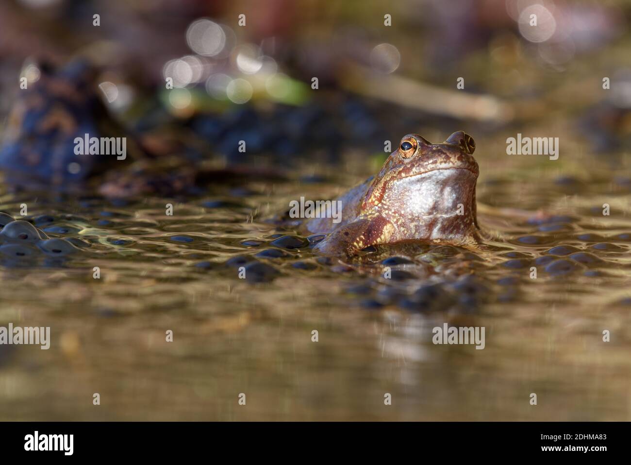 Common frogs laying eggs in a marsh in early spring Stock Photo - Alamy