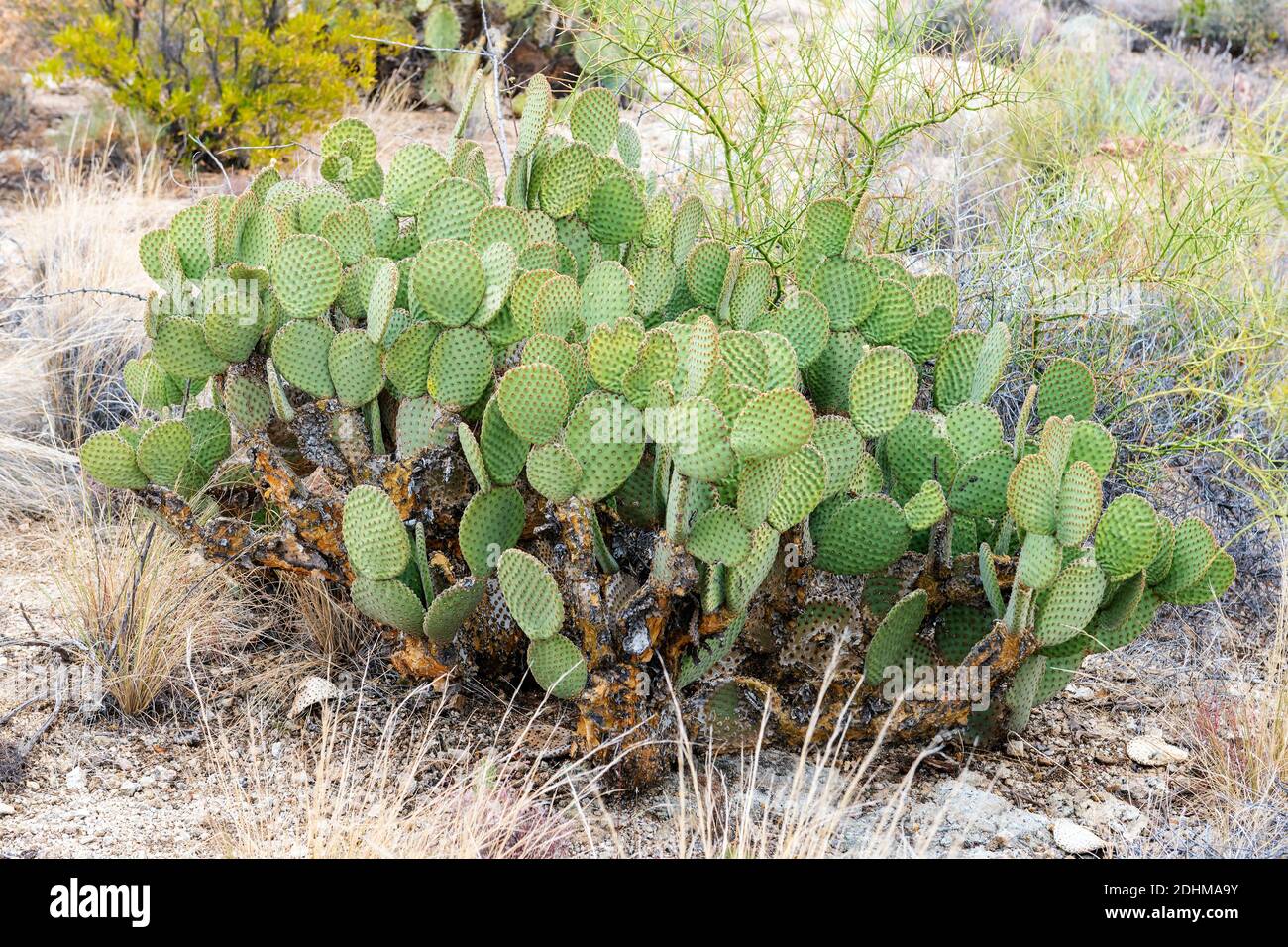Engelmann prickly pear (Opuntia engelmannii) from the desert at ...