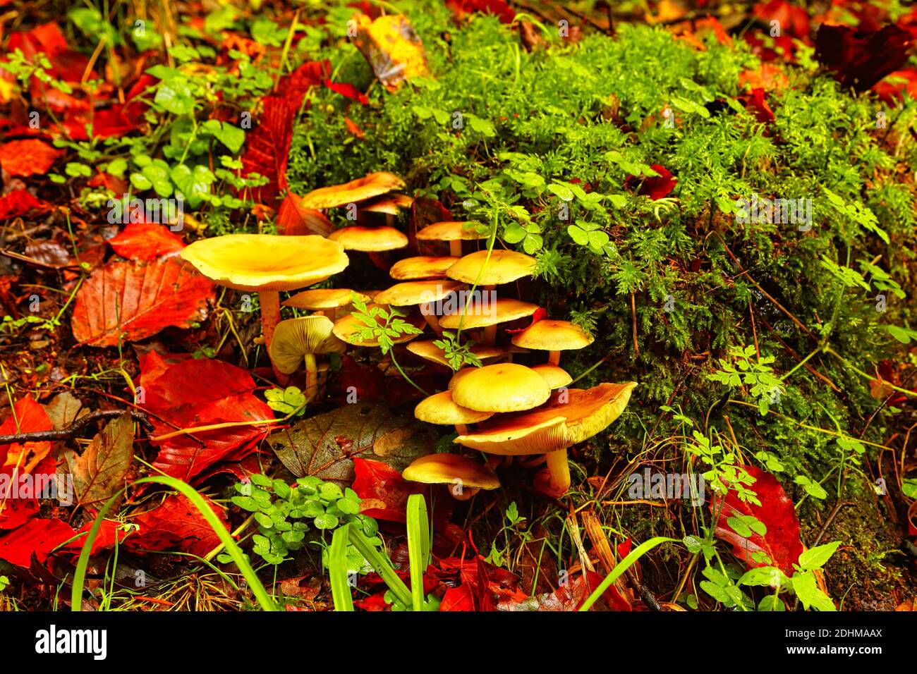 Orange coloured Fungi growing on a Forest Floor in Autumn. Hamsterley ...