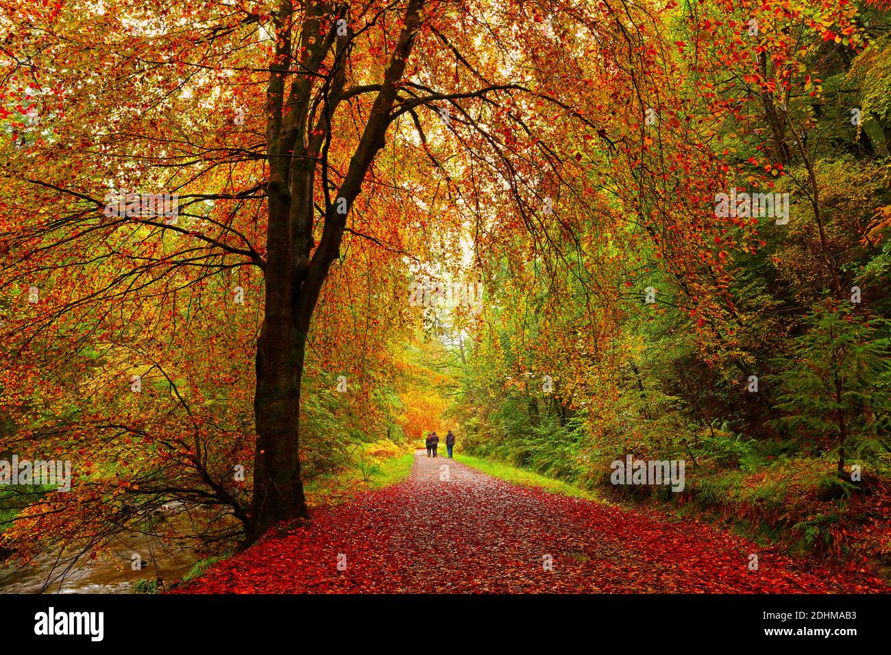 People Walking through a Forest with Stunning Autumn Colours ...