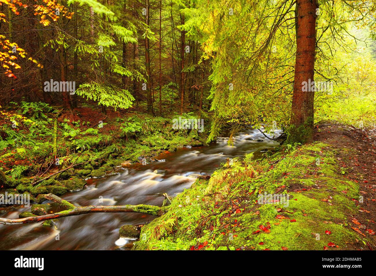 Stream Flowing through a Forest with a backlit Tree in Autumn ...