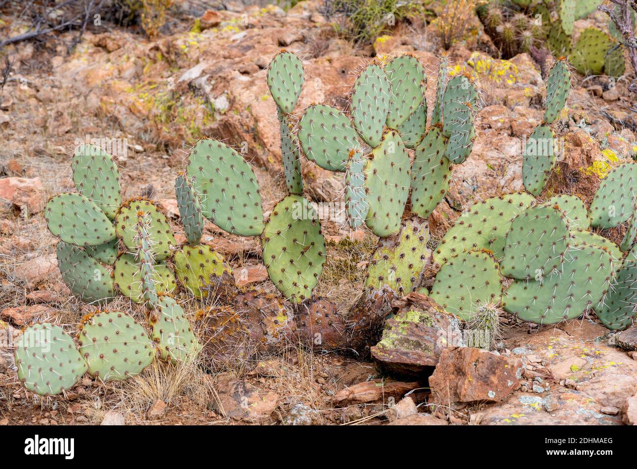 Engelmann prickly pear (Opuntia engelmannii) from the desert at ...