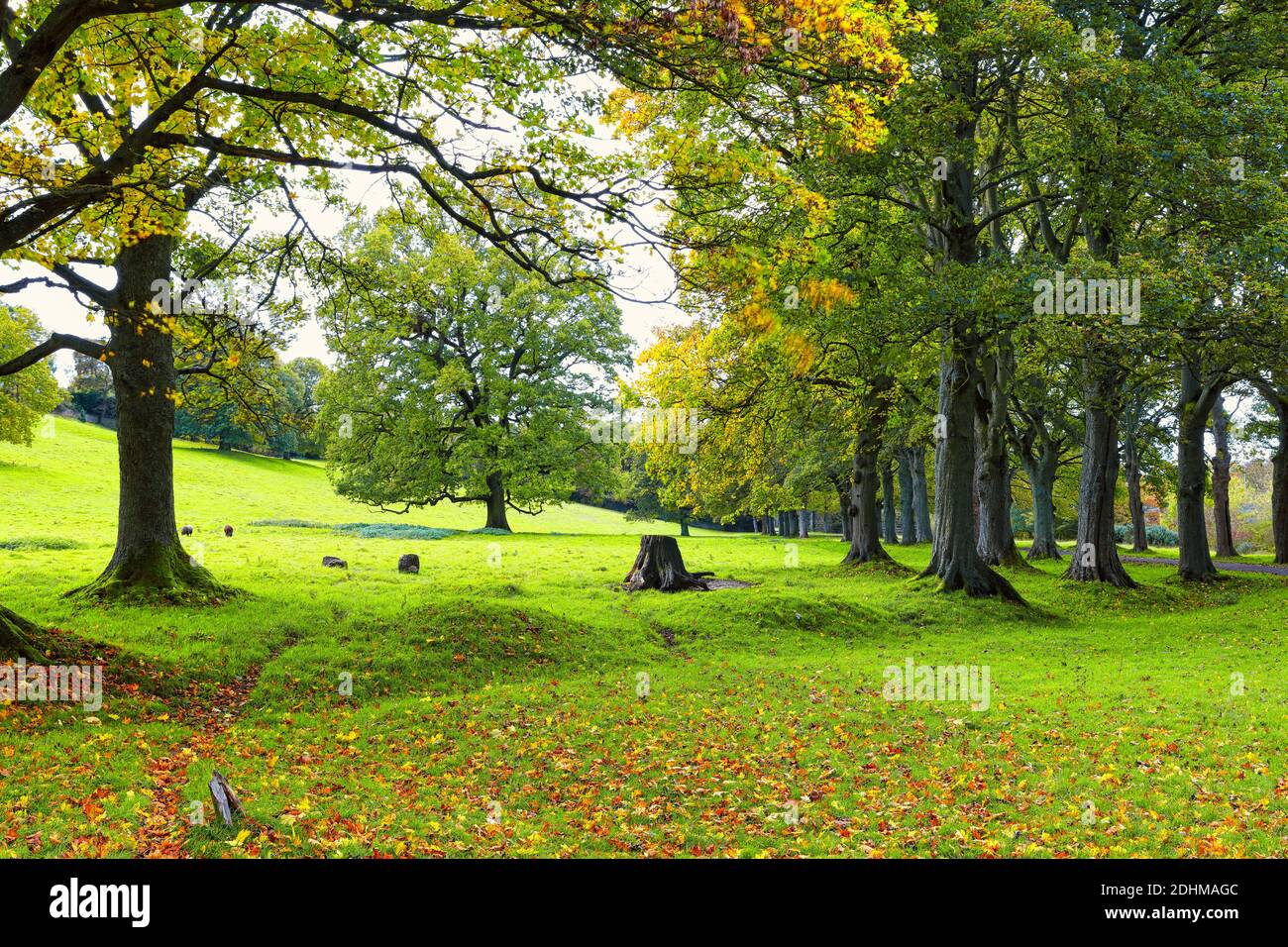 Broadleaf Trees in Parkland at Autumn. County Durham, England, UK Stock ...