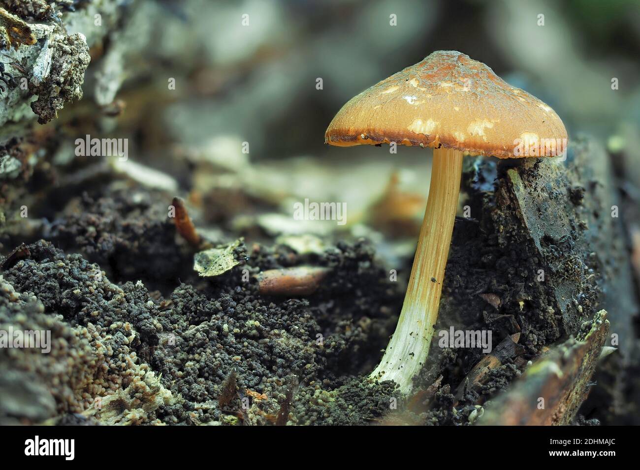 The Yellow Shield (Pluteus chrysophaeus) is an inedible mushroom ...