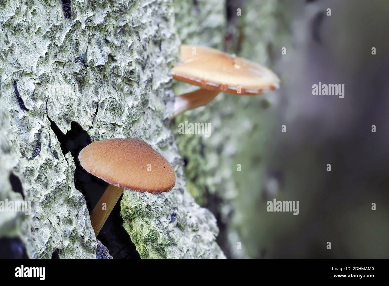 The Yellow Shield (Pluteus chrysophaeus) is an inedible mushroom ...
