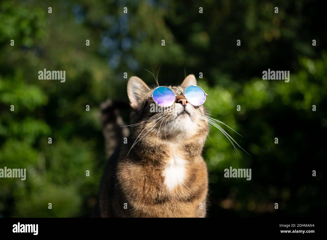 Cool cat shades sunglasses hi-res stock photography and images - Alamy