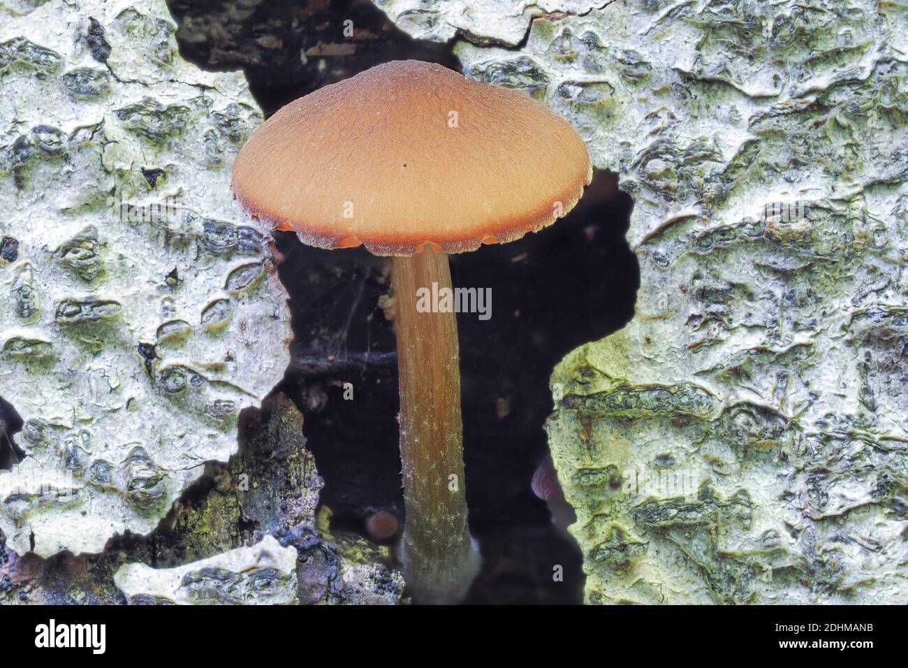 The Yellow Shield (Pluteus chrysophaeus) is an inedible mushroom ...