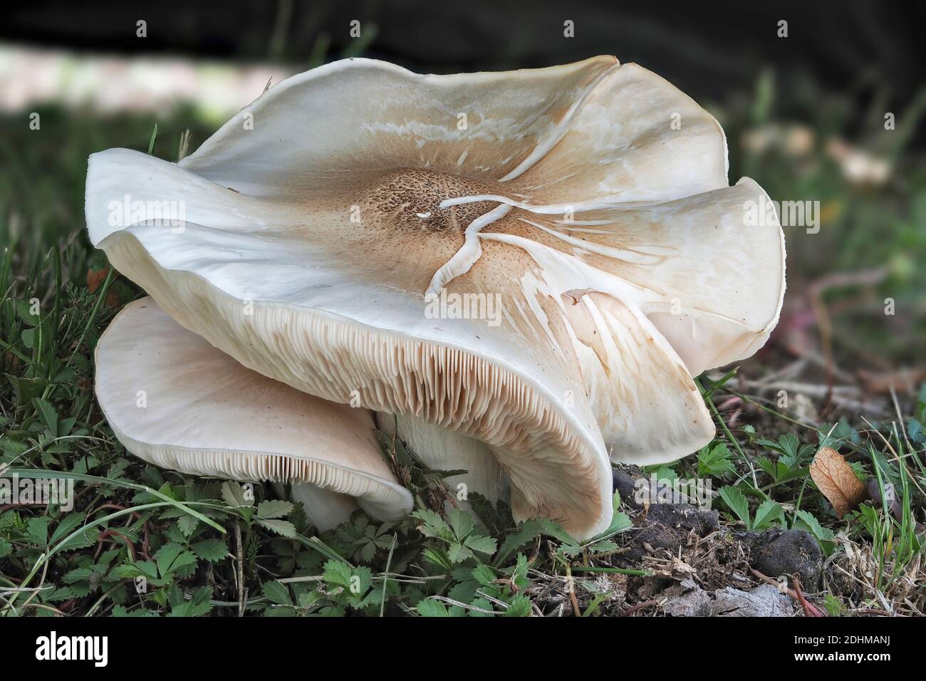 Plutee en parasol hi-res stock photography and images - Alamy