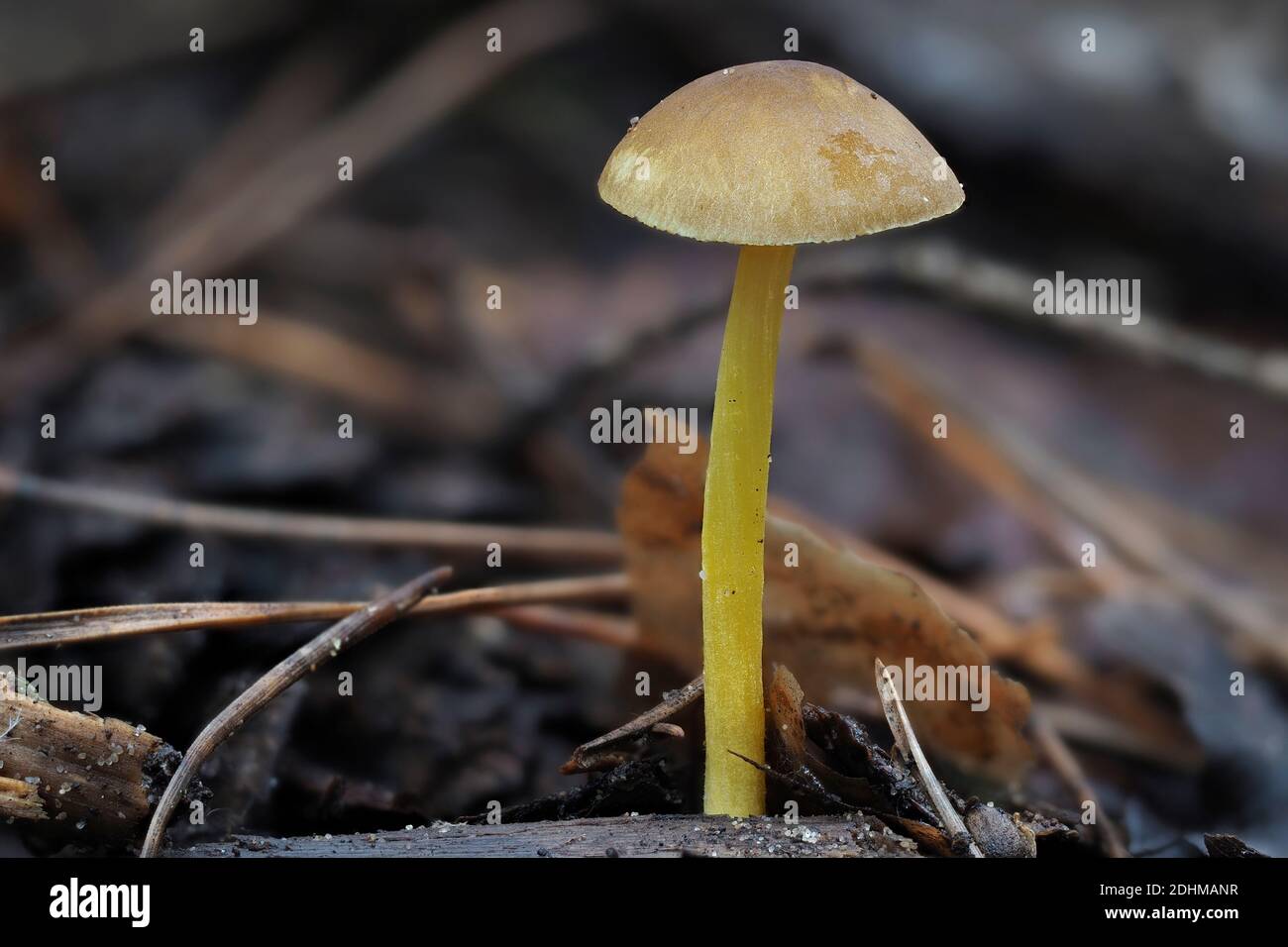 The Pluteus romellii is an inedible mushroom , stacked macro photo ...