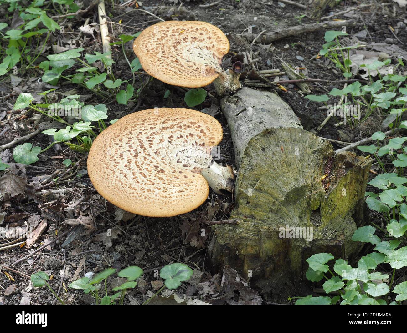 The Dryads Saddle (Polyporus squamosus) is an edible mushroom , stacked ...