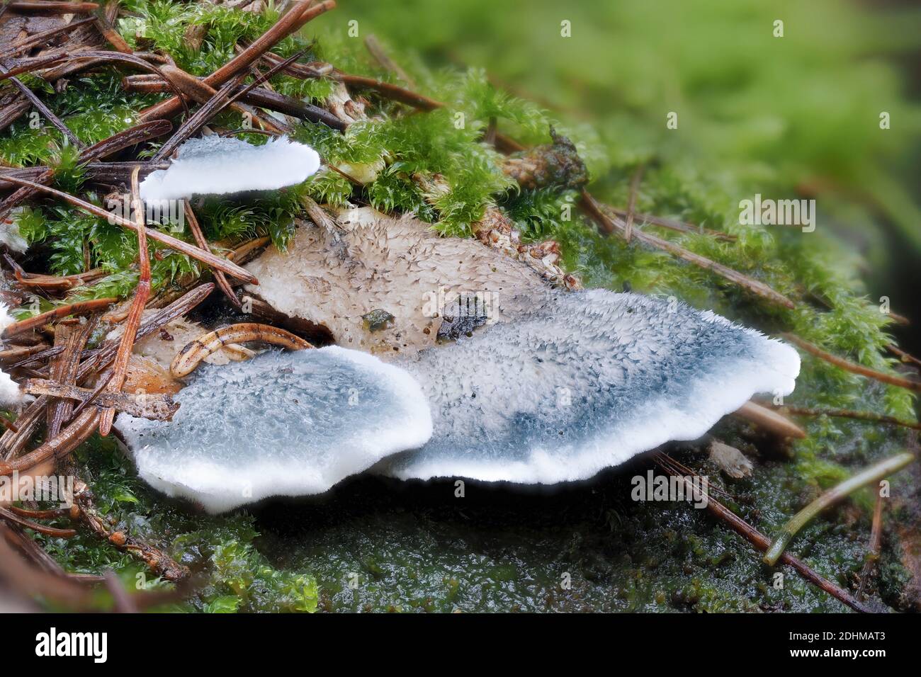 Polypore bleute hi-res stock photography and images - Alamy