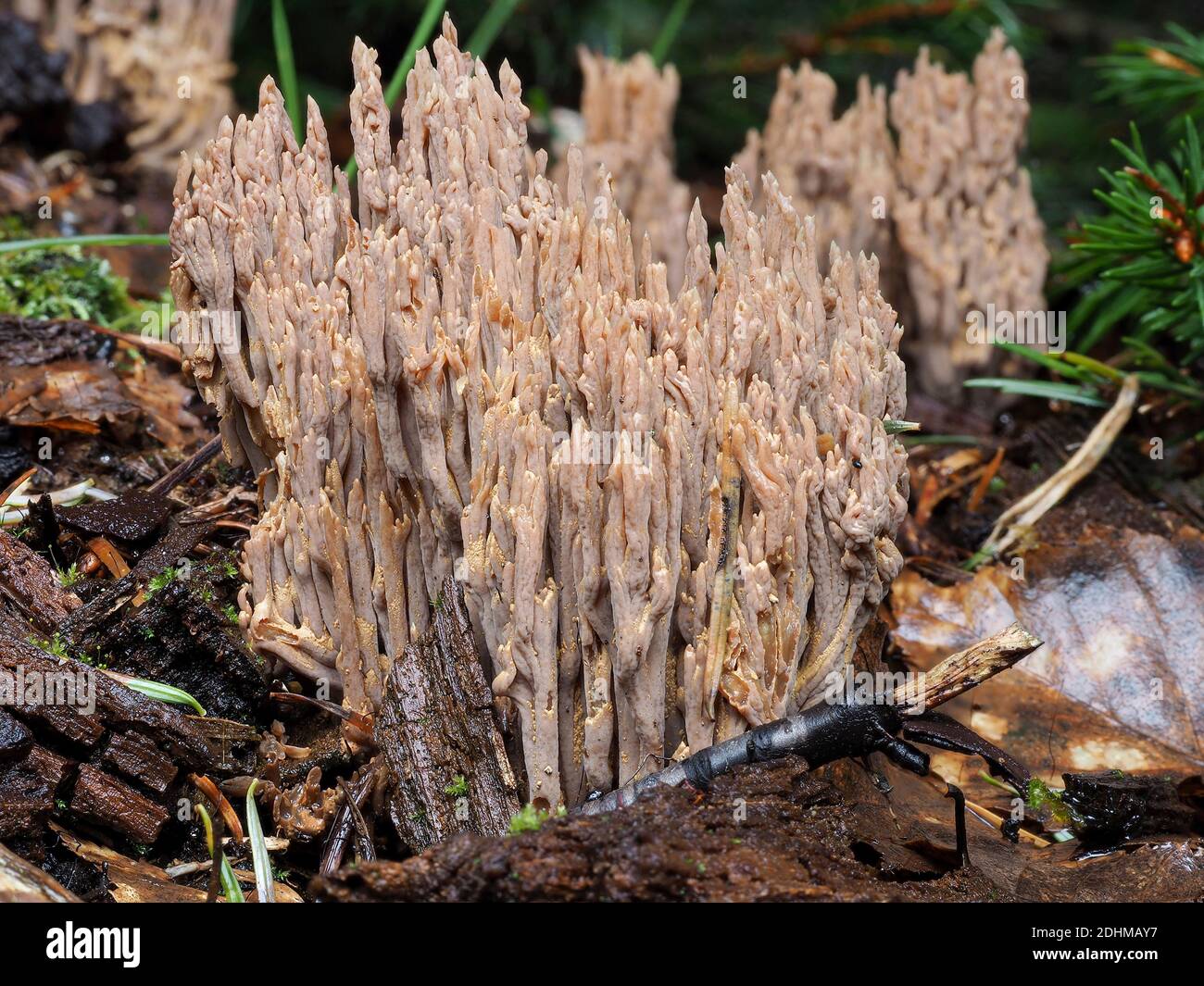 The Ramaria spec. is an inedible genus of mushrooms , stacked macro ...