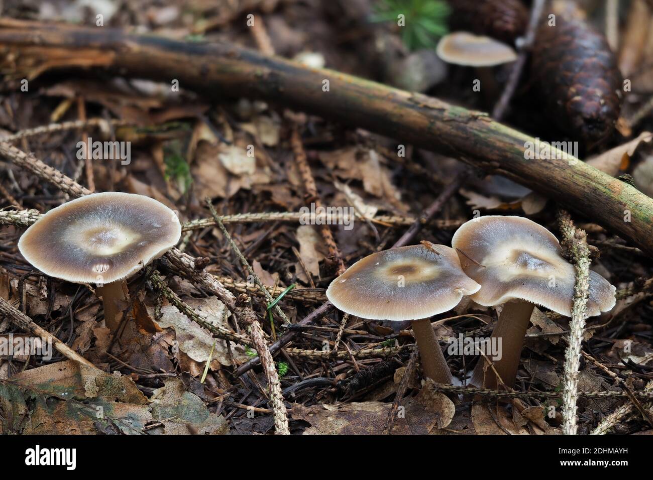 The Butter Cap (Rhodocollybia butyracea) is an edible mushroom ...