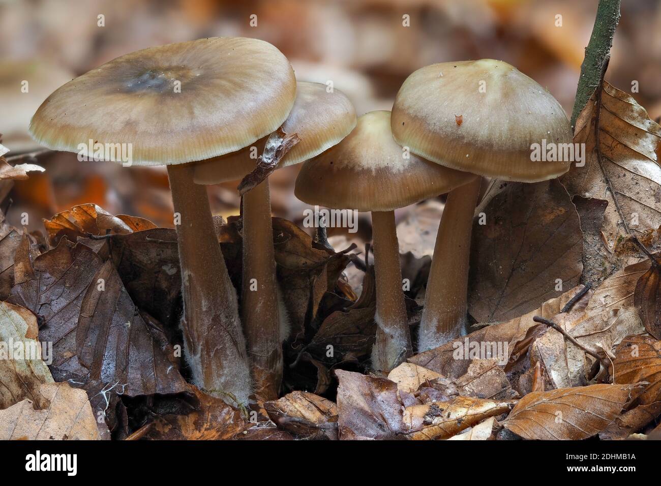 The Butter Cap (Rhodocollybia butyracea) is an edible mushroom ...