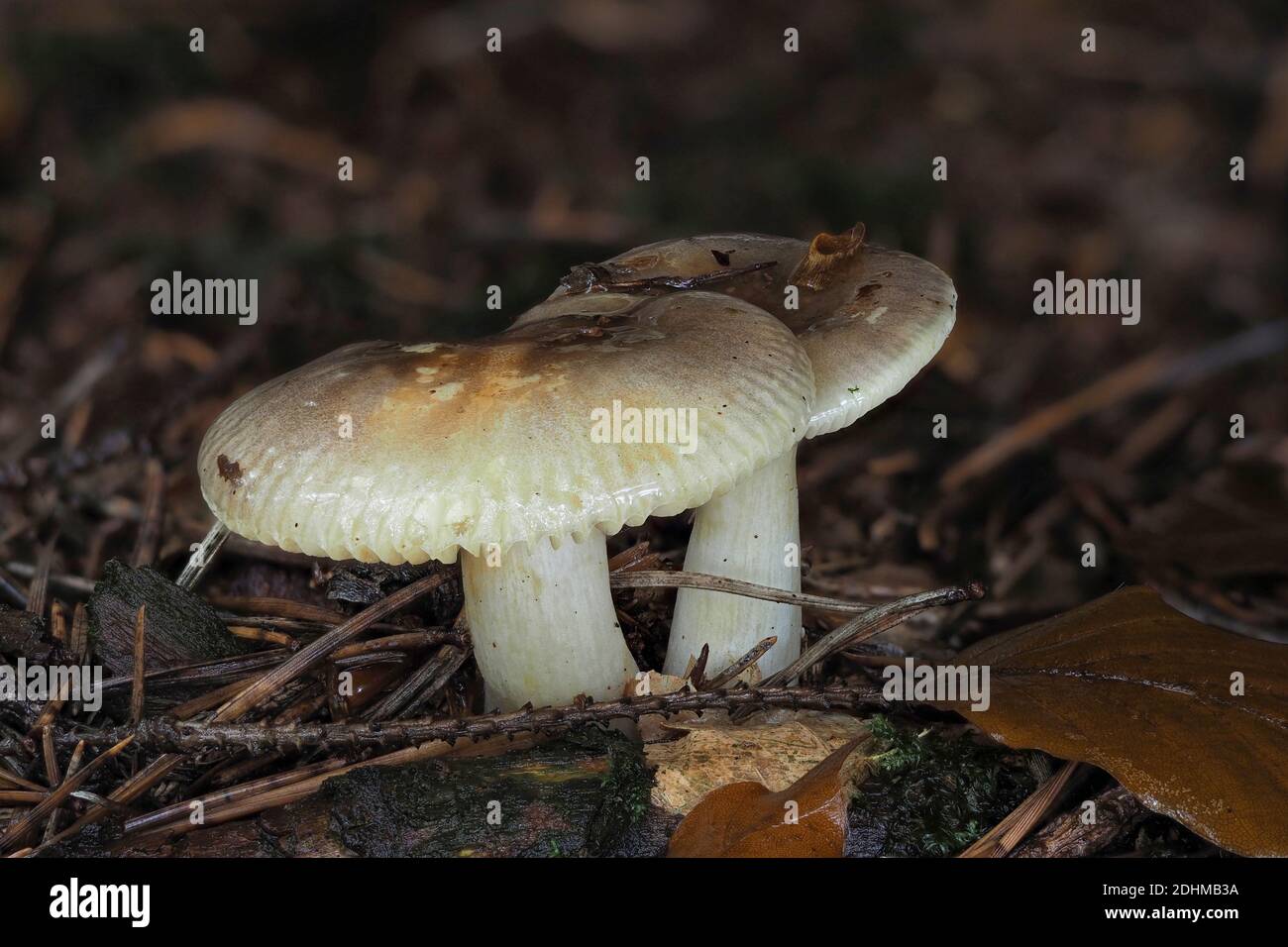 The genus Russula are edible and inedible mushrooms , stacked macro ...