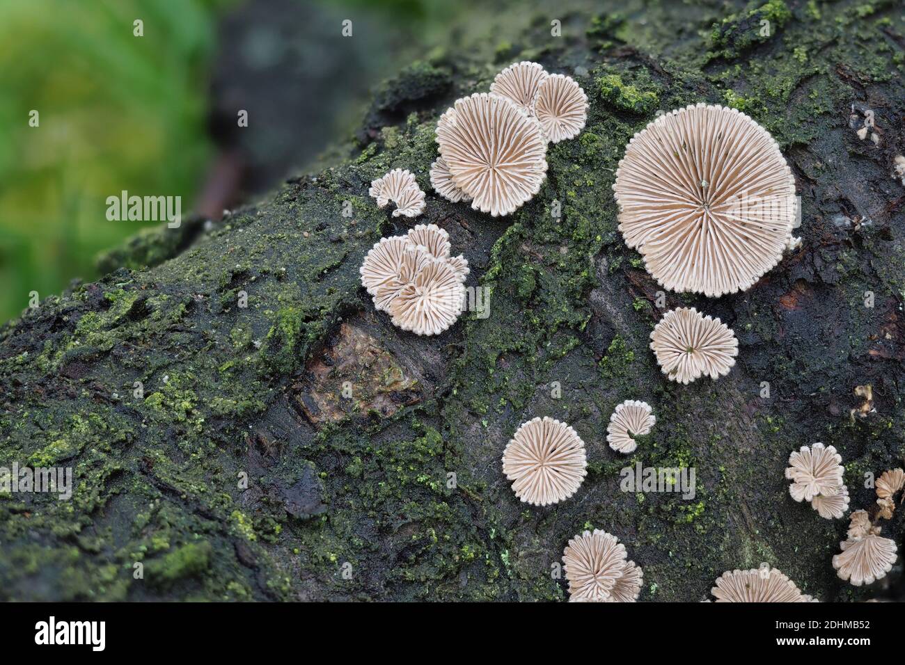 Schizophylle commun hi-res stock photography and images - Alamy