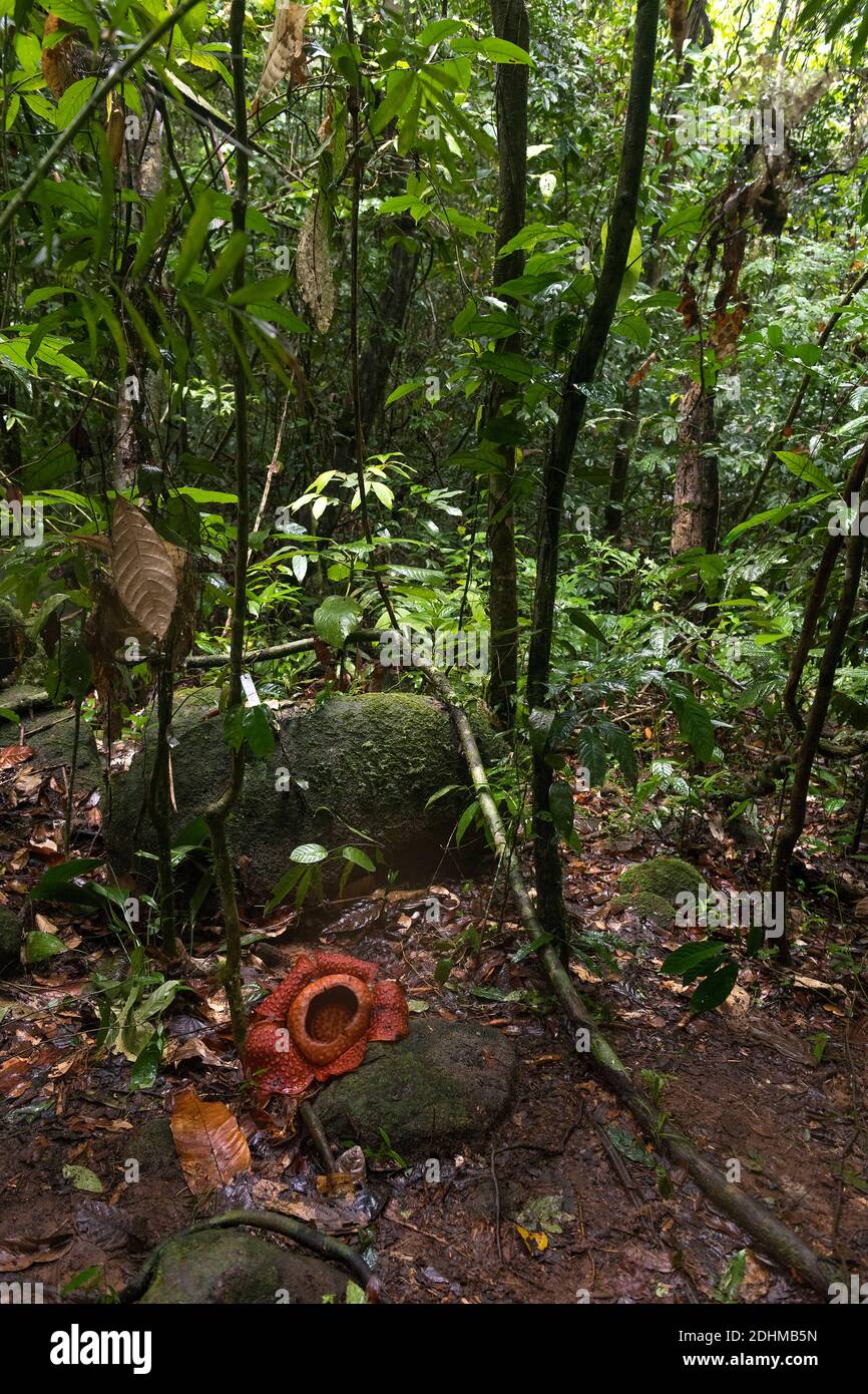 Giant flower of the parasitic Rafflesia tuan-mudae on the forest floor ...
