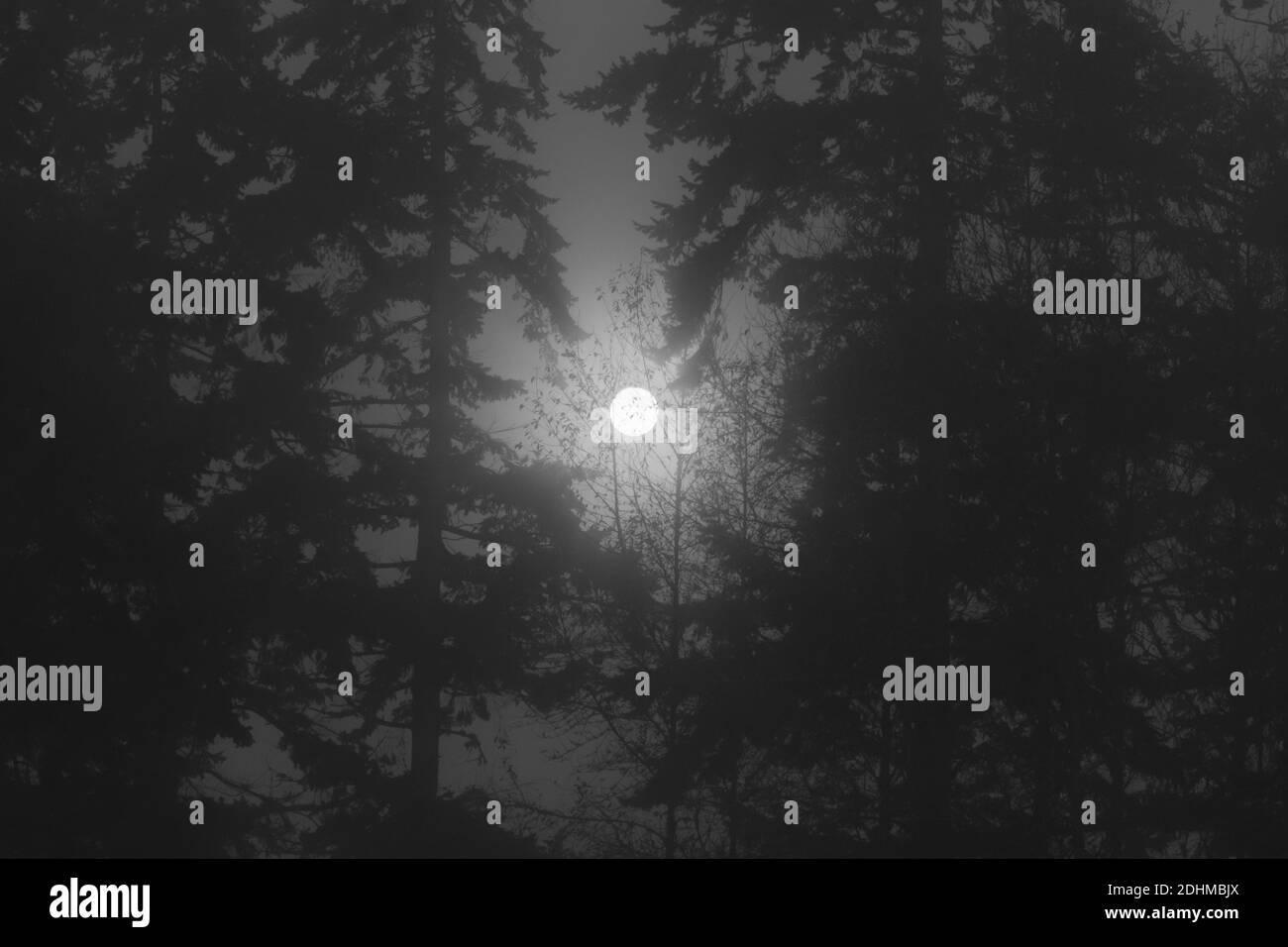 Foggy night scene on Black and White Stock Photos & Images - Alamy