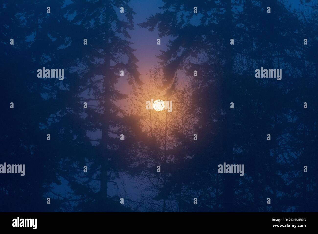 Spooky trees moon sky mist hi-res stock photography and images - Alamy