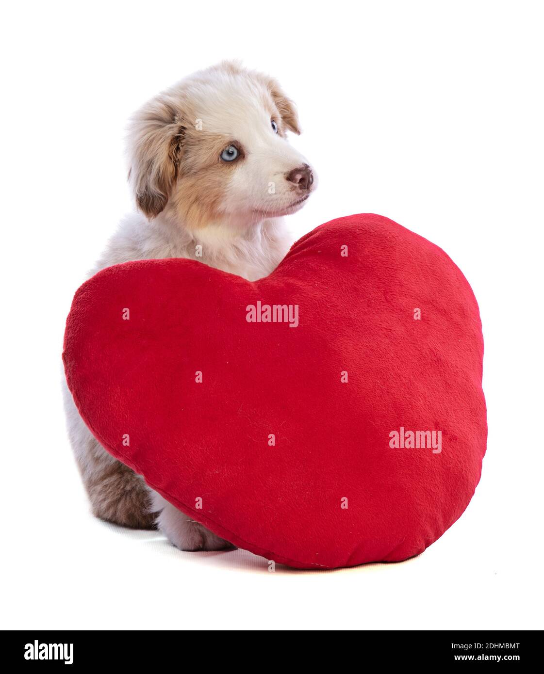 Australian Shepherd Puppy with a red heart for Valentine's Day on white ...