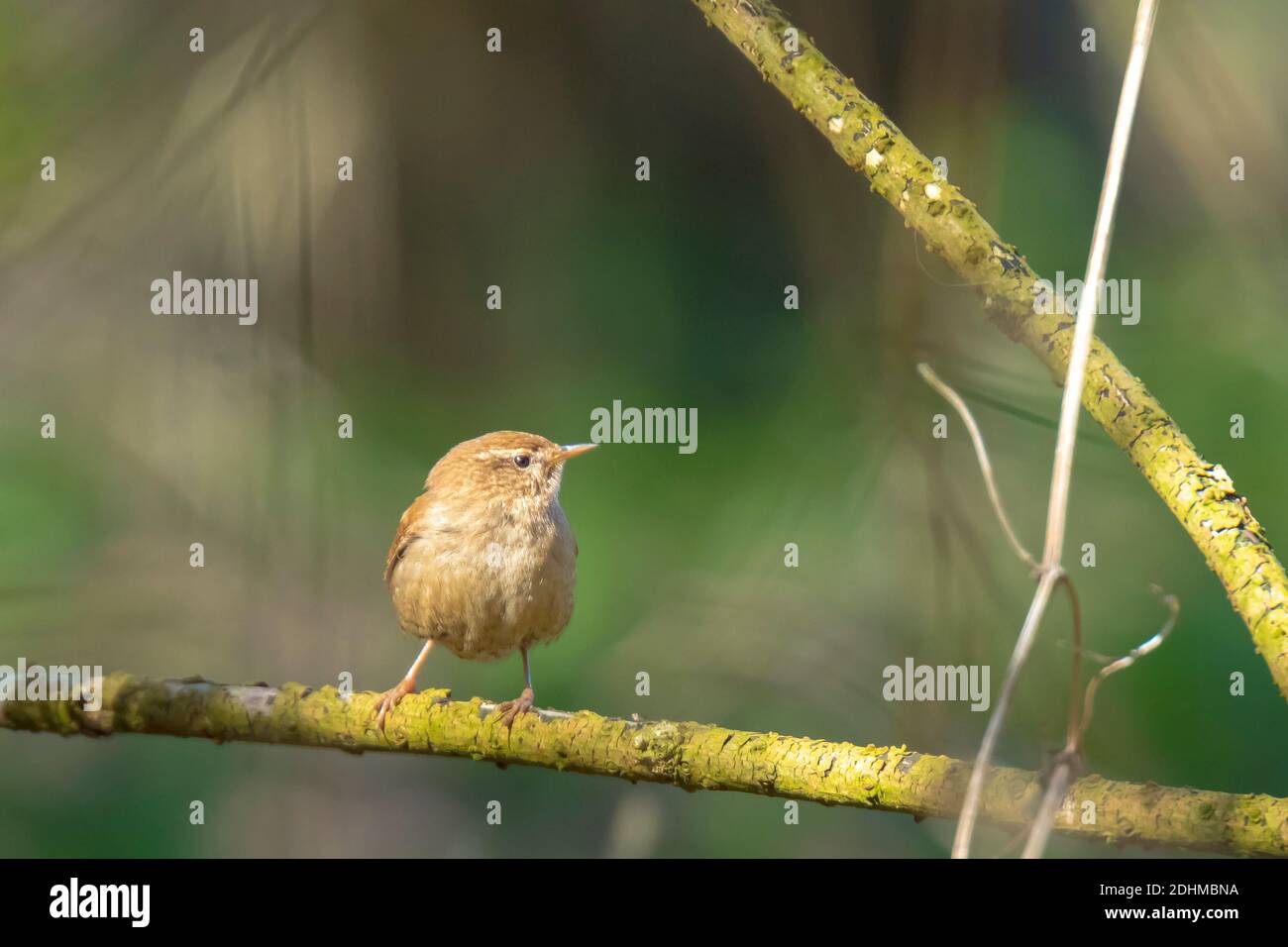 Eurasian Wren, Troglodytes troglodytes, bird singing in a forest during ...