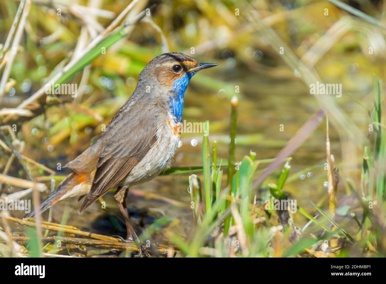 A blue-throat bird, Luscinia svecica cyanecula, foraging in grass in ...