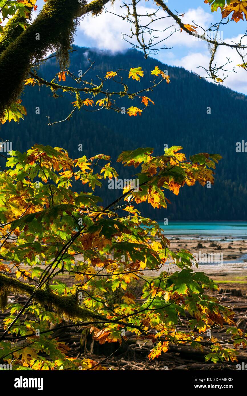 Fall colors at Baker Lake in Mount Baker Snoqualmie National Forest ...