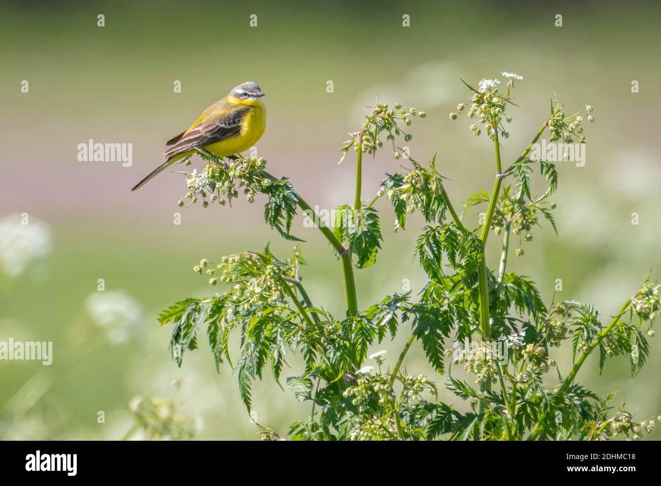 Closeup of a male western yellow wagtail bird, Motacilla flava, singing ...