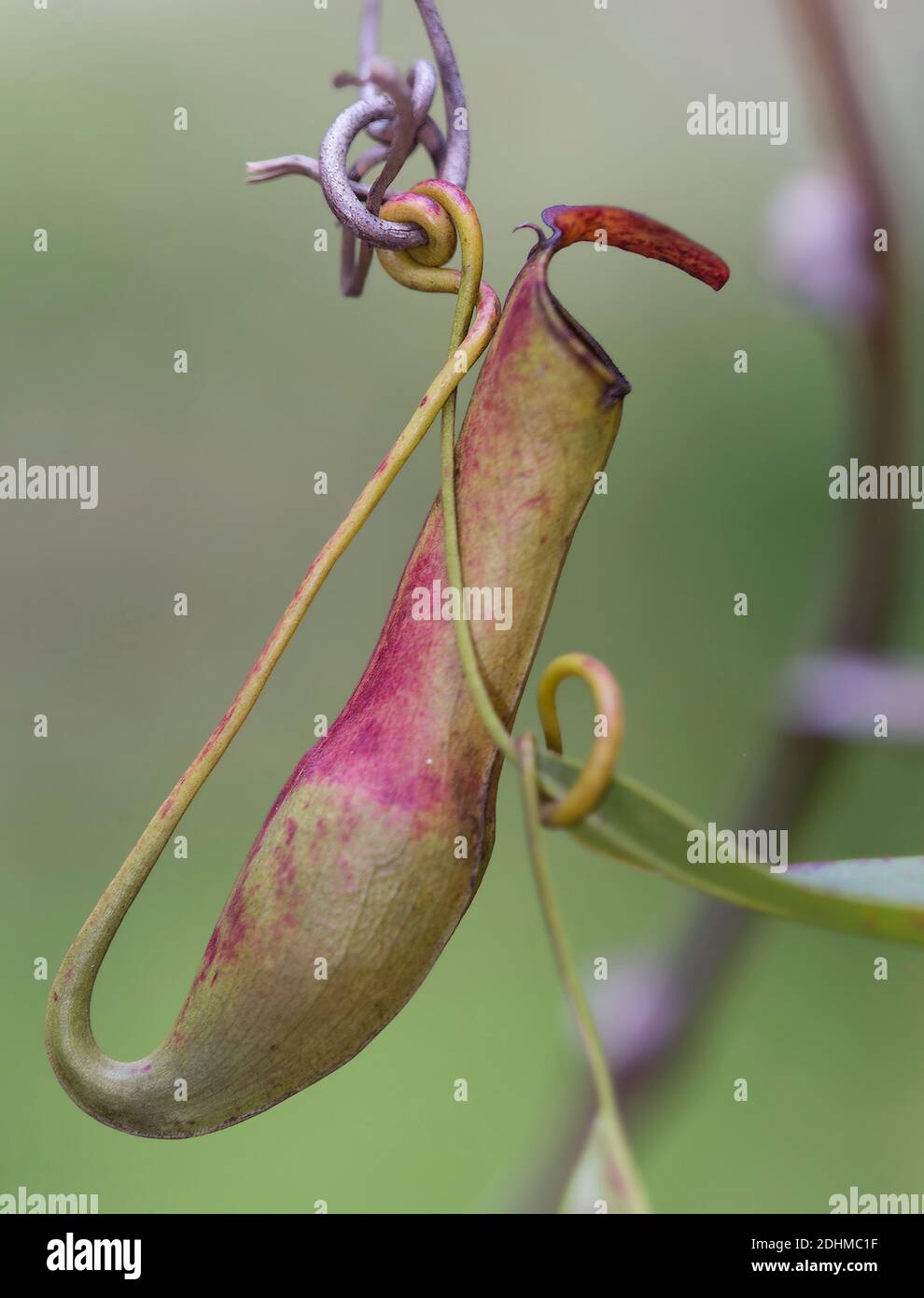 Piitcher of the pitcher plant Nephentes mirabilis from Sepilok, Sabah ...