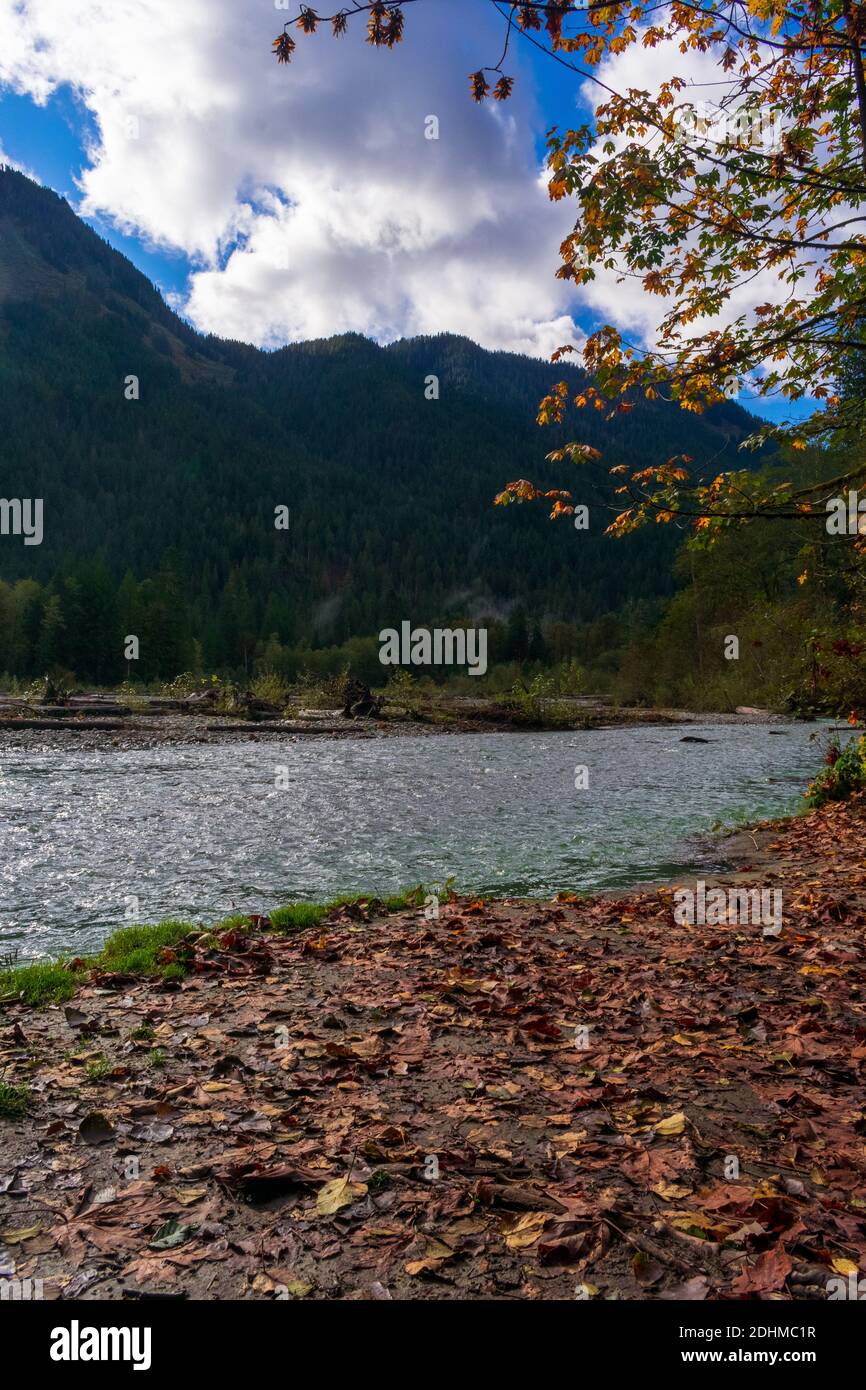 Colorful Fall leaves in Mount Baker Snoqualmie National Forest ...
