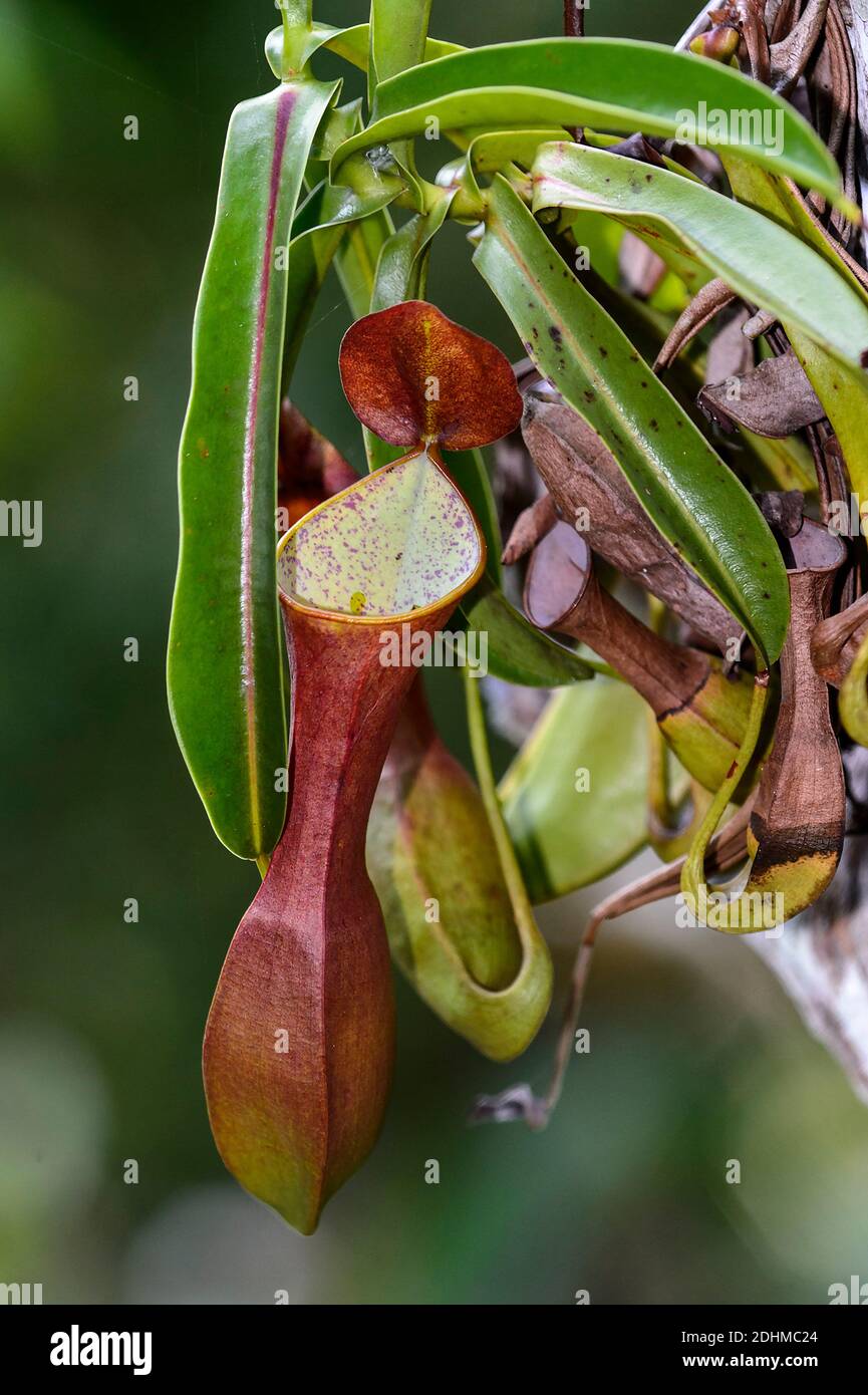Piitcher of the pitcher plant Nephentes sp. (probably N. mirabilis ...