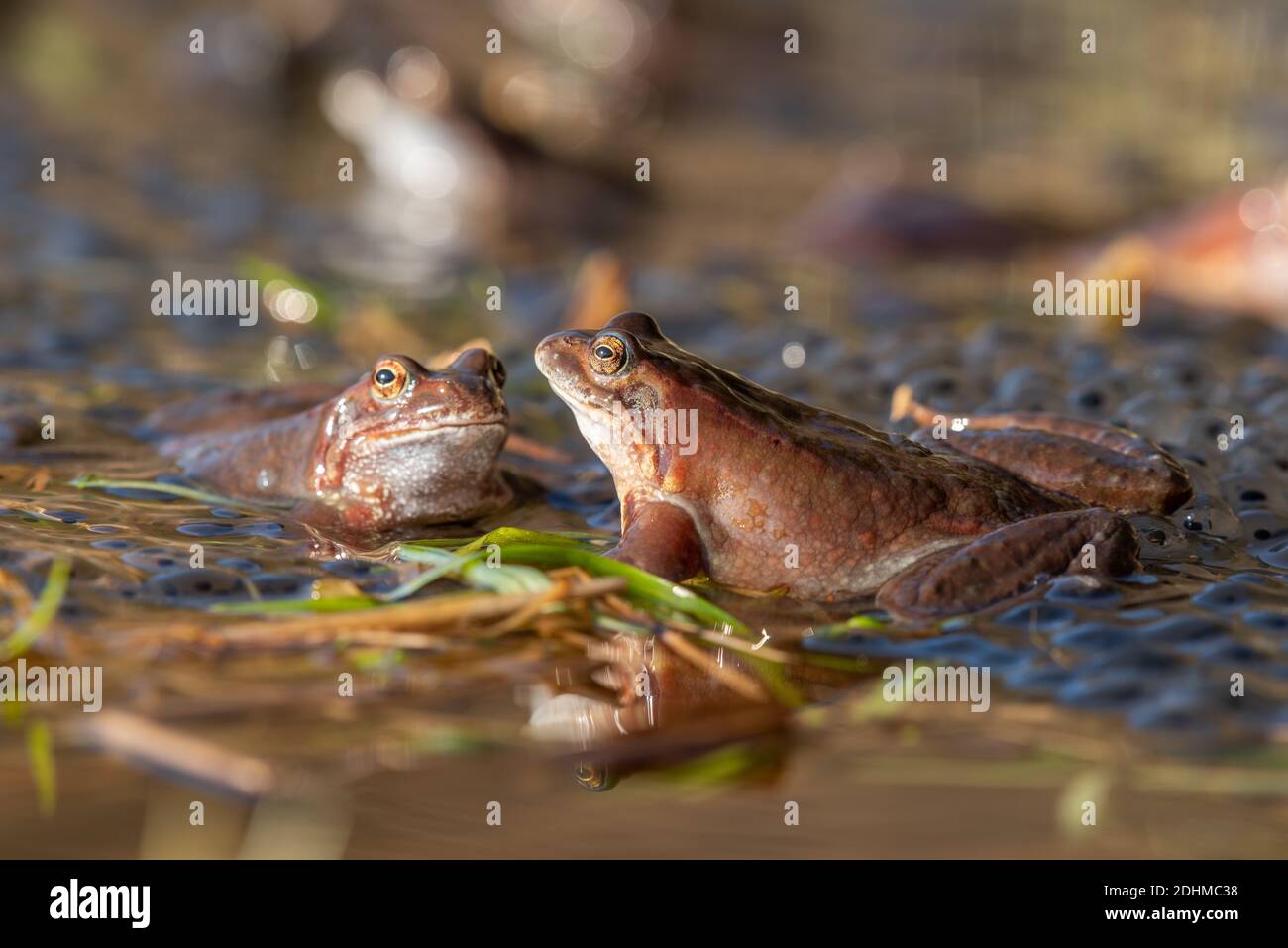 Laying frog eggs hi-res stock photography and images - Alamy