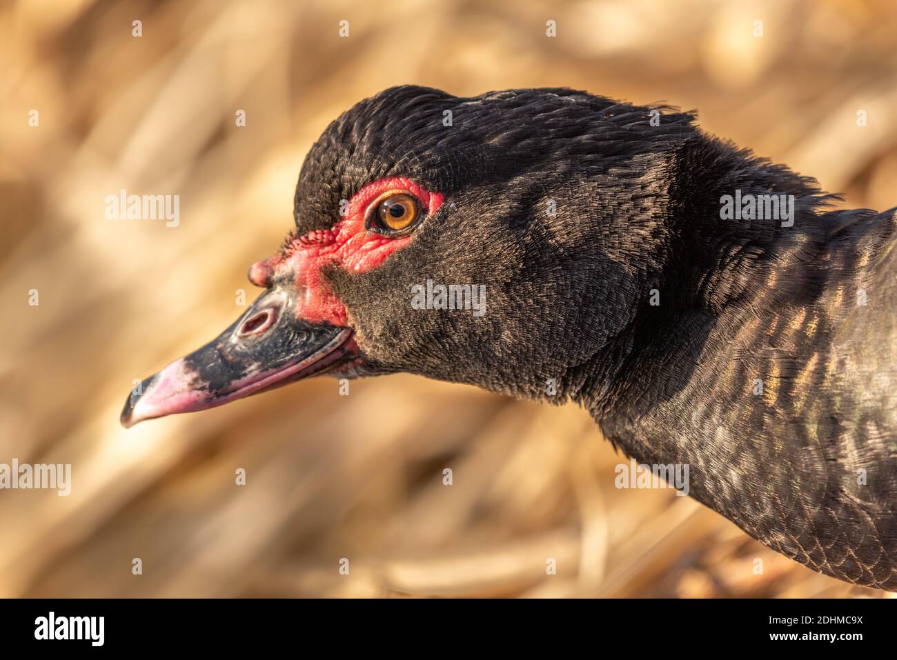 A portrait of a muscovy duck, a species of Geese also known as barbary ...