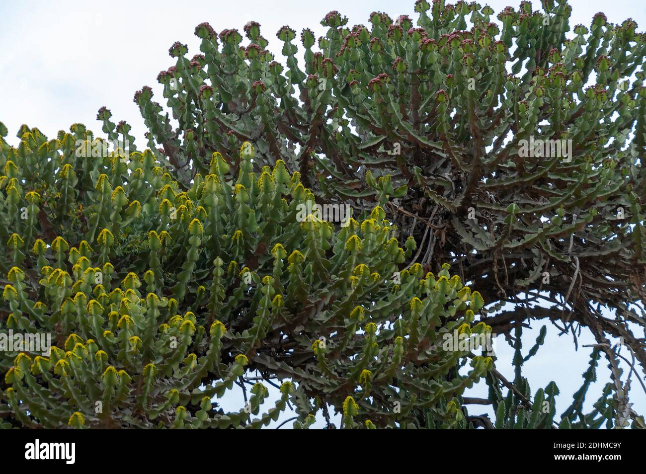 Candelabra trees (Euphoria sp.) with yellow flowers and red fruits ...