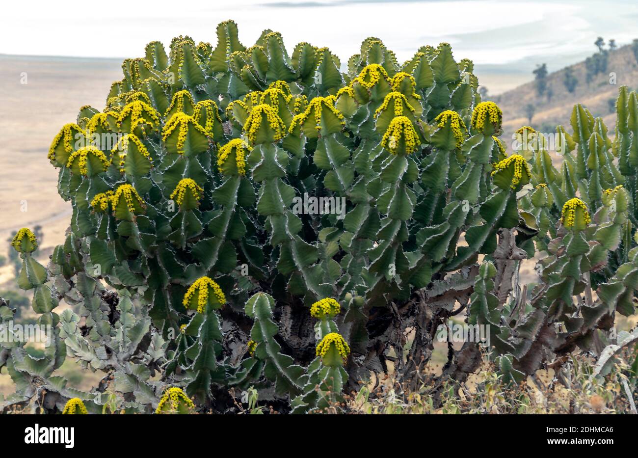 Candelabra tree (Euphoria sp.) with yellow flowers growing in the ...