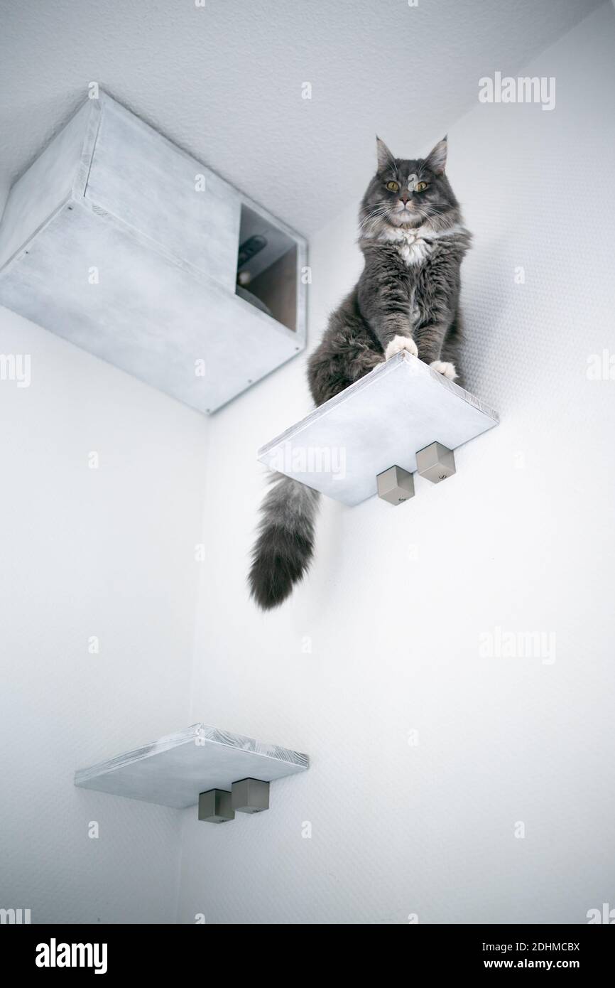 blue tabby white maine coon cat standing on shelf step in front of DIY ...