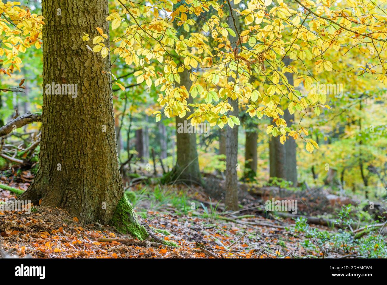Orange and Yellow Autumn Beech Tree Leaves in clear Forest Stock Photo - Alamy