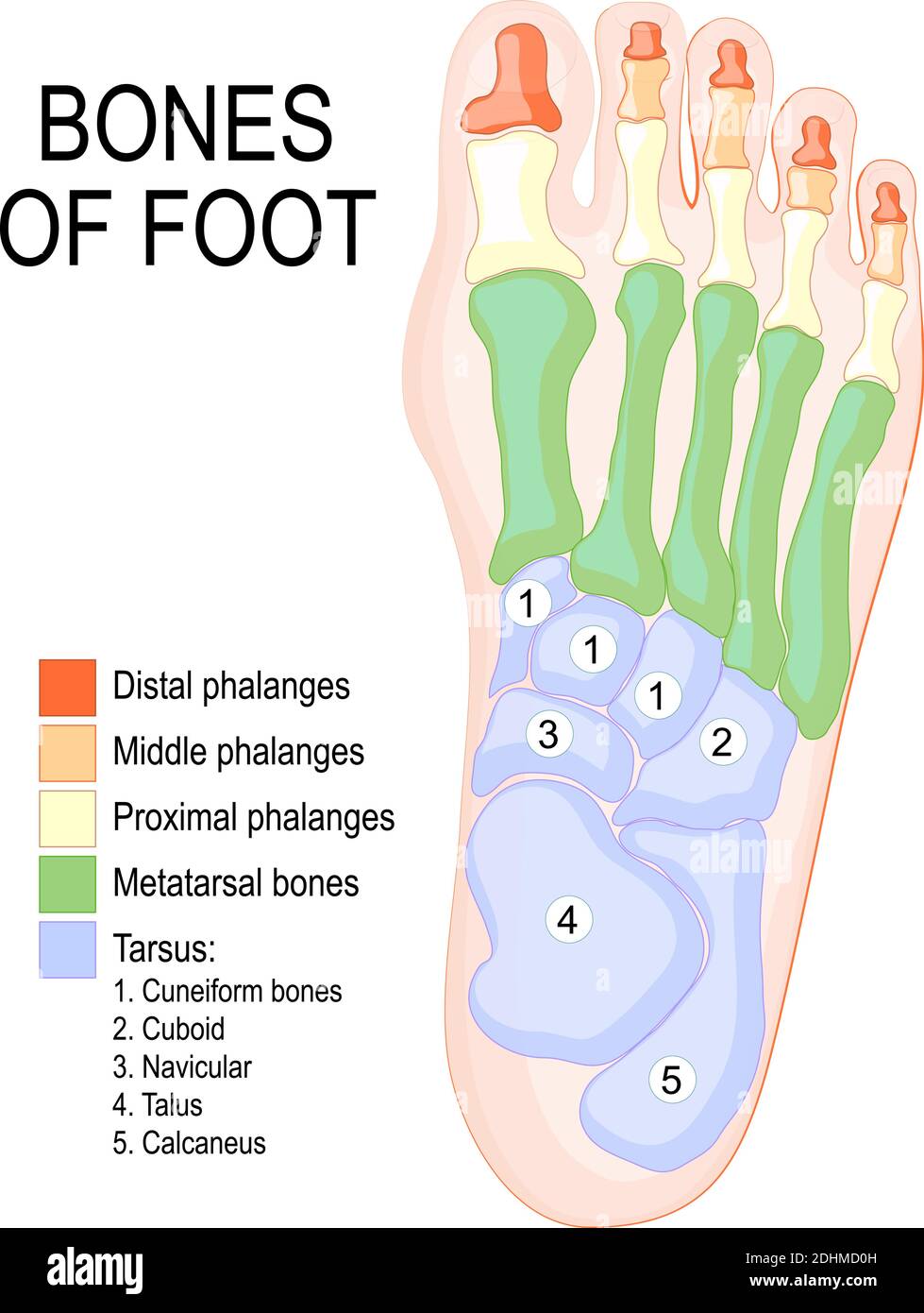 Diagram Of The Human Foot Bones